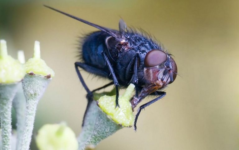 How Effective Is A Fly Fan Against Pestering Flies